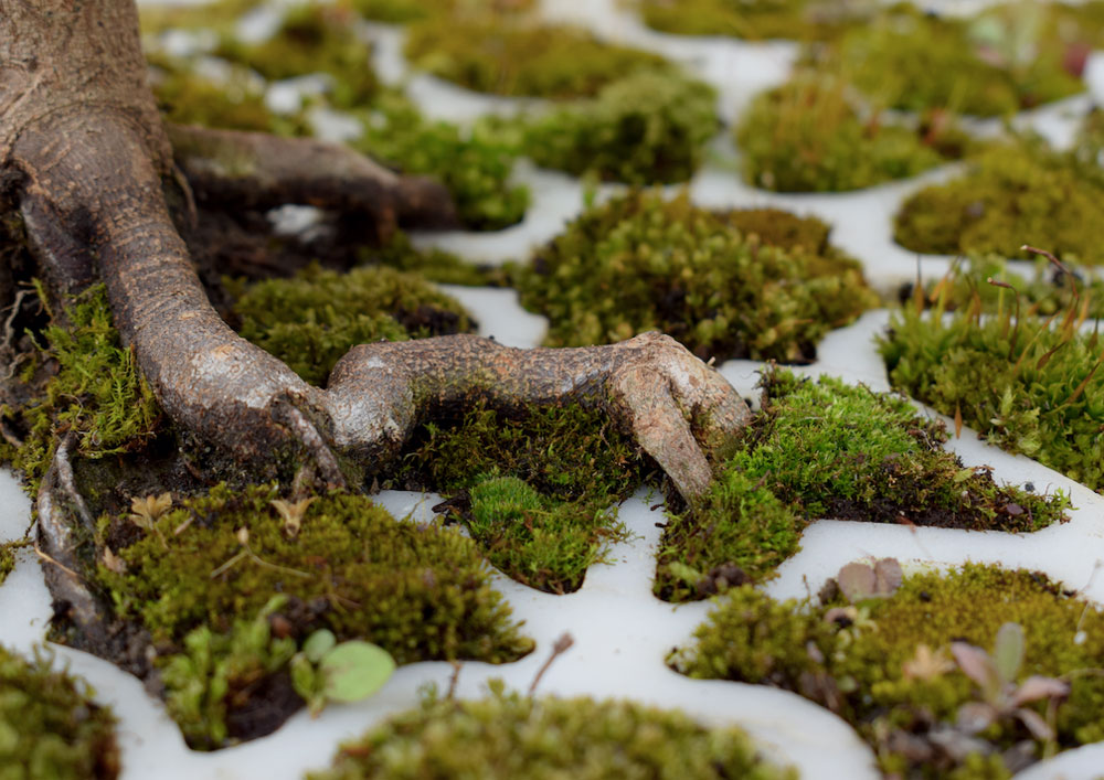 A greenhouse where works live, but butterflies no longer fly. Giulia ...