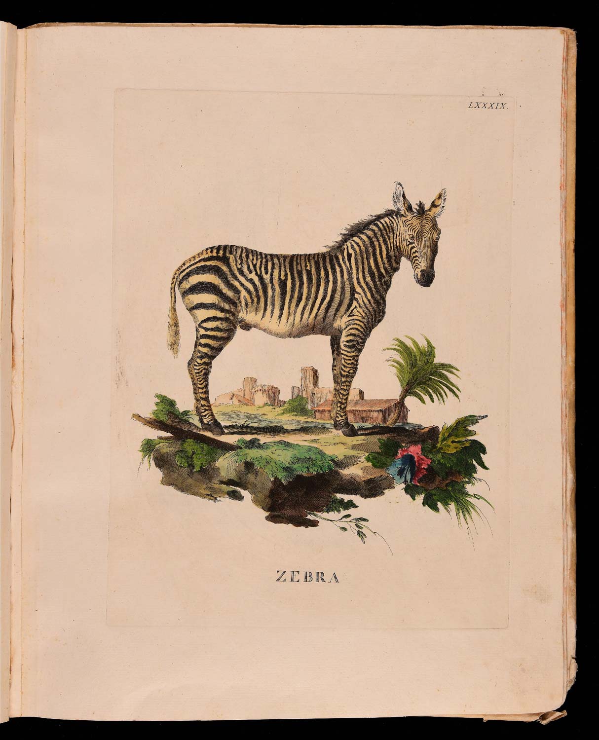 Botany, classics, chess, animals: ancient books from the Buonaccorsi ...