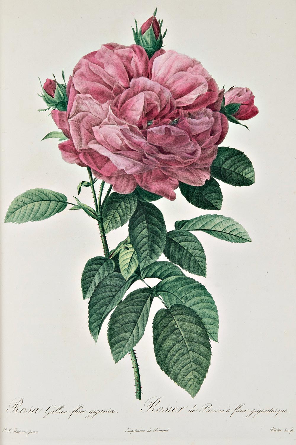 Ars Botanica: an exhibition on botanical treatises at Trieste's ...