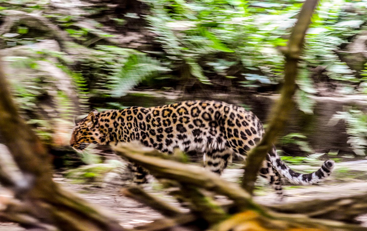 The great photographer Giovanna Dal Magro tells her story. It's five ...