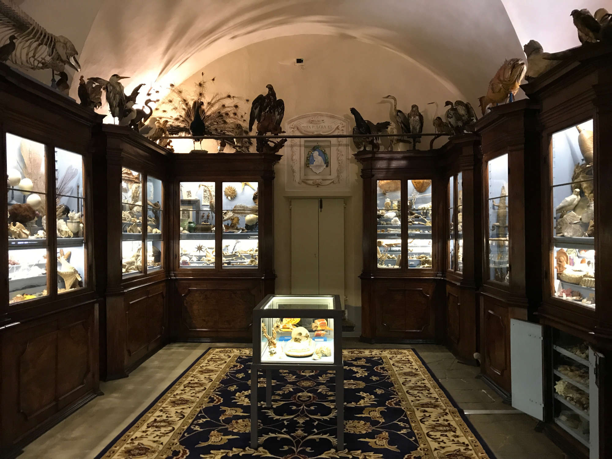 Entre Wunderkammer et science : le Musée d'histoire naturelle à la Chartreuse de Calci