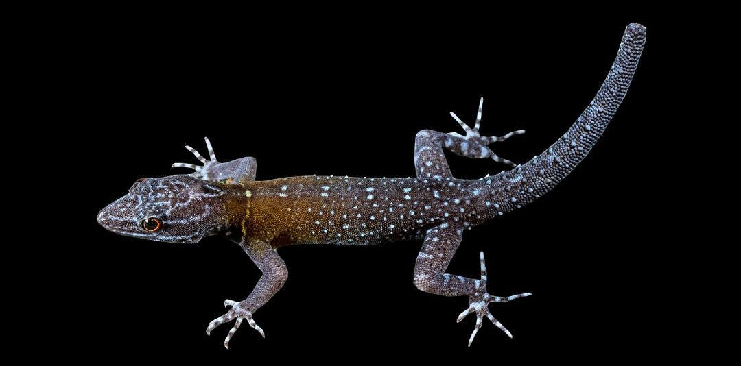 In India discovered a small gecko named in honor of Van Gogh