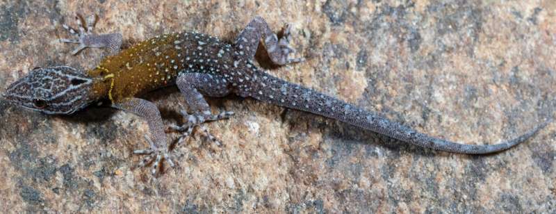 In India discovered a small gecko named in honor of Van Gogh
